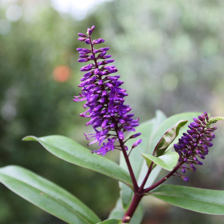 Hebes Plants | Yellow House Heritage Perennials