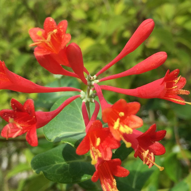Lonicera x brownii 'Dropmore Scarlet' | Yellow House Heritage Perennials