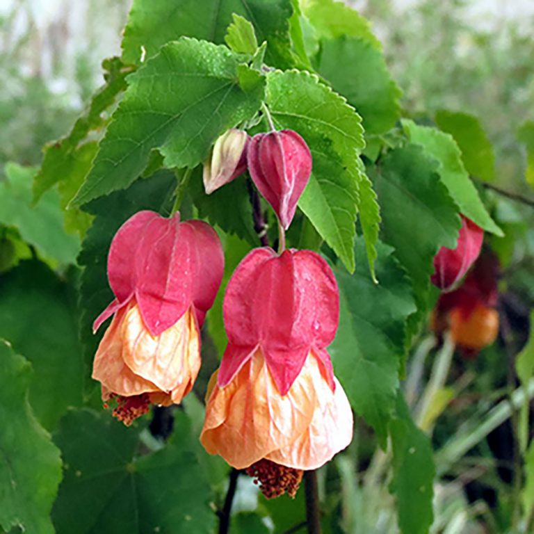 Abutilon megapotamicum | Yellow House Heritage Perennials
