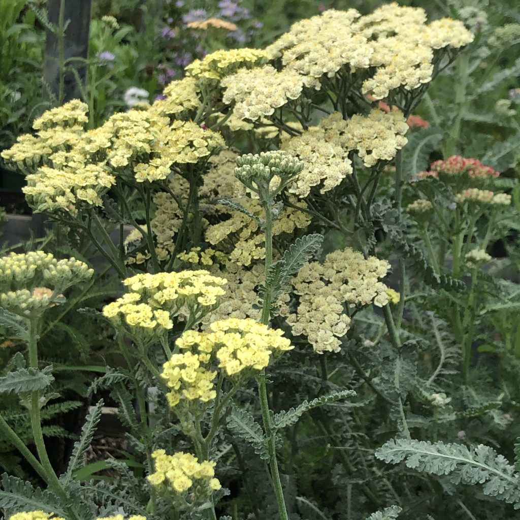 Perennials Products | Yellow House Heritage Perennials