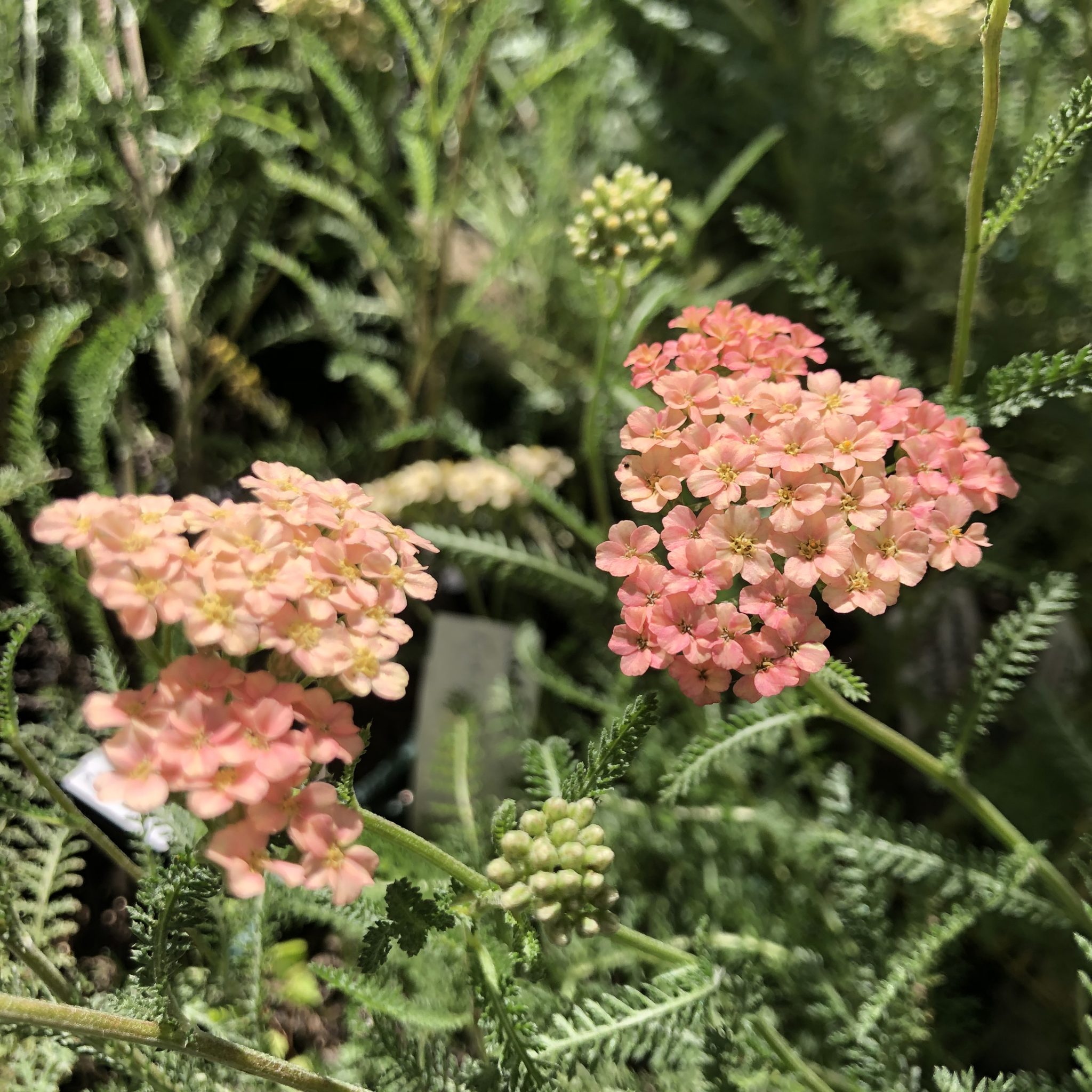 Perennials Products | Yellow House Heritage Perennials