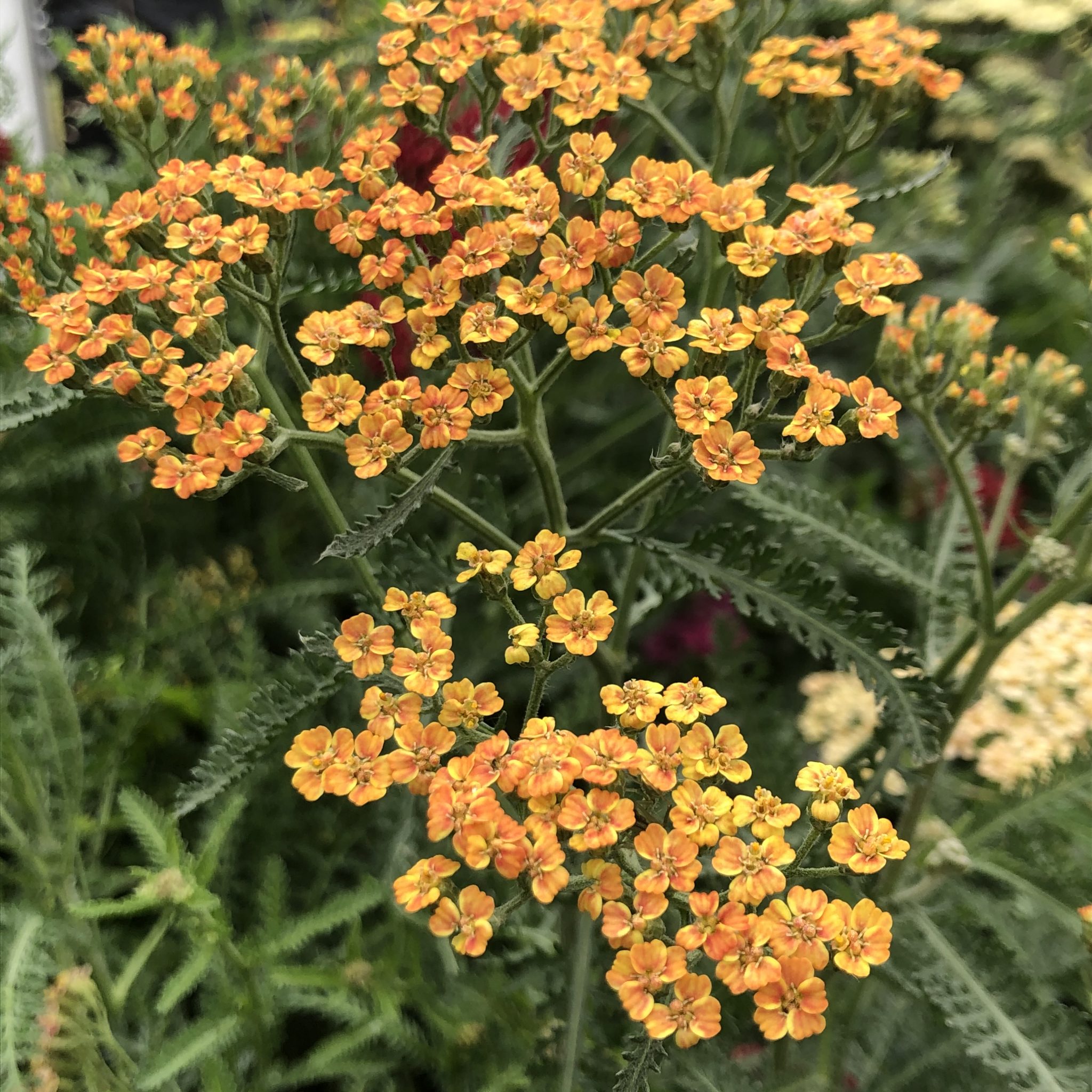 Perennials Products | Yellow House Heritage Perennials