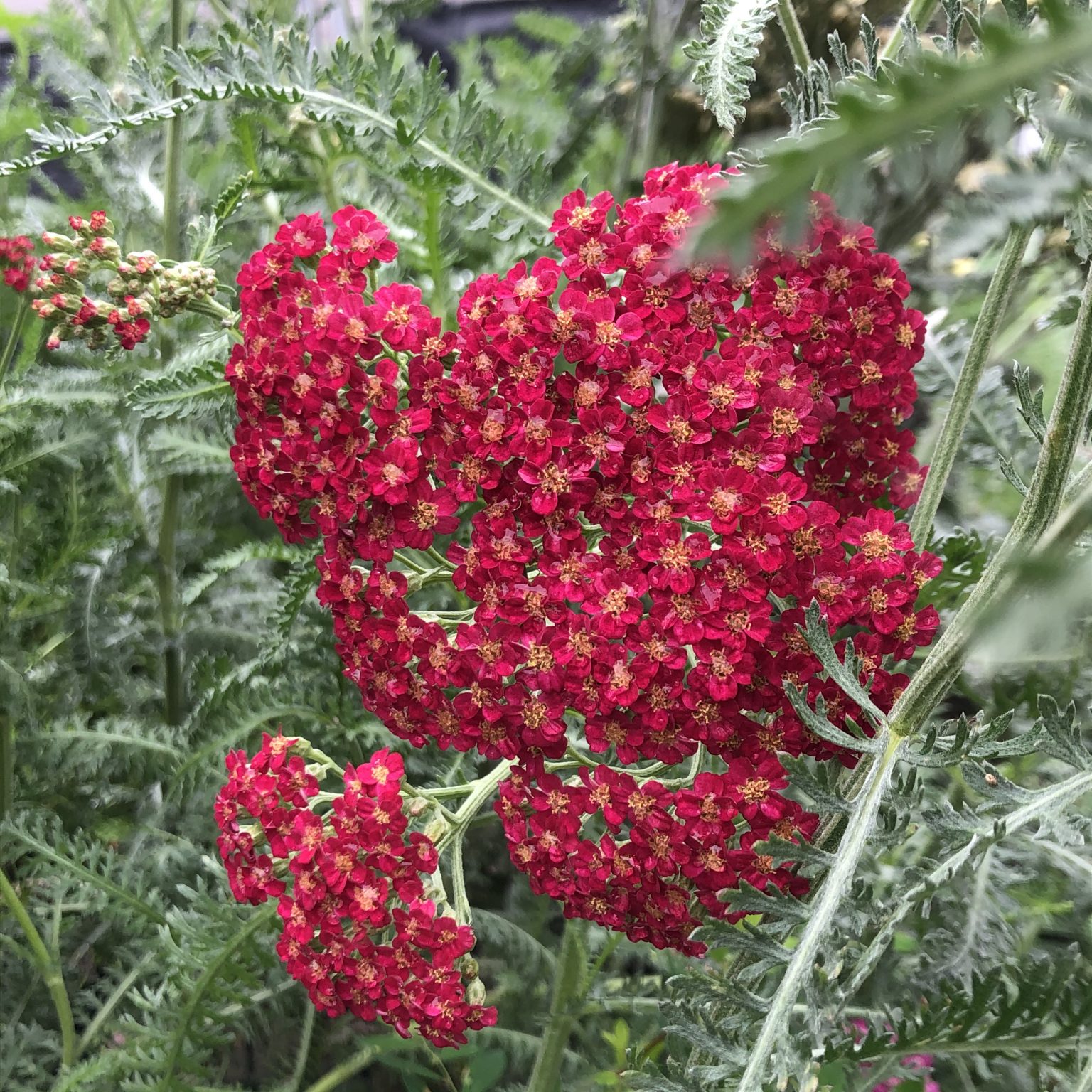Achillea 'Red Velvet' | Yellow House Heritage Perennials