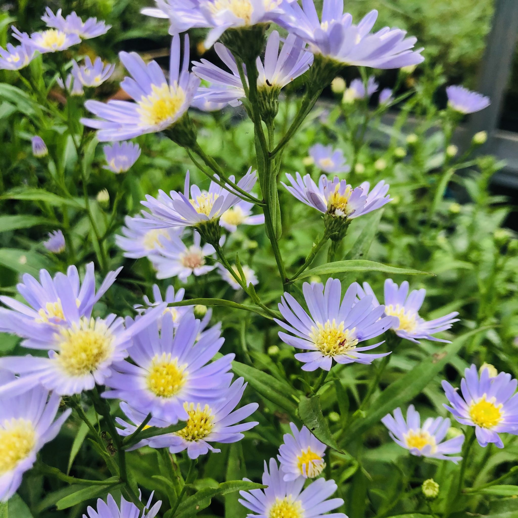 Aster novi-belgii 'Cloudy Blue' | Yellow House Heritage Perennials