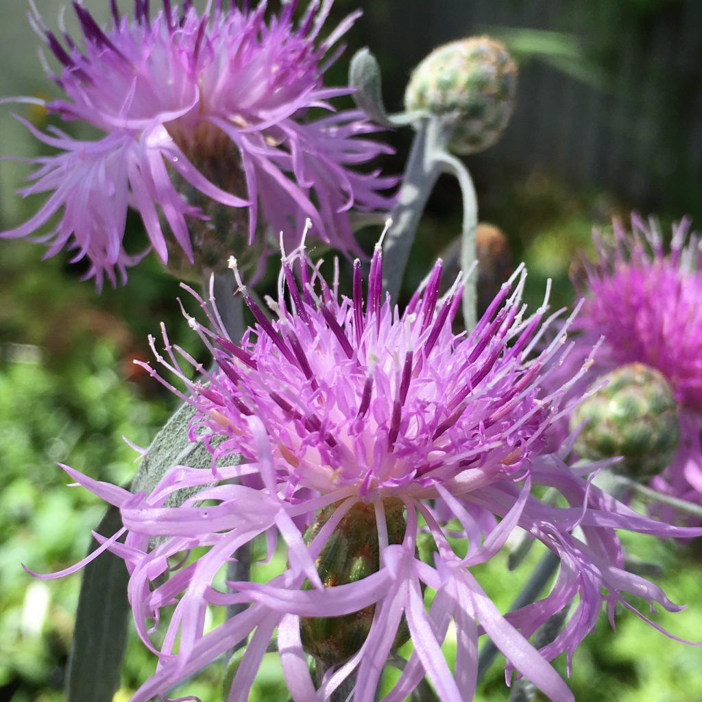 Centaurea cineraria 'Colchester White' | Yellow House Perennials