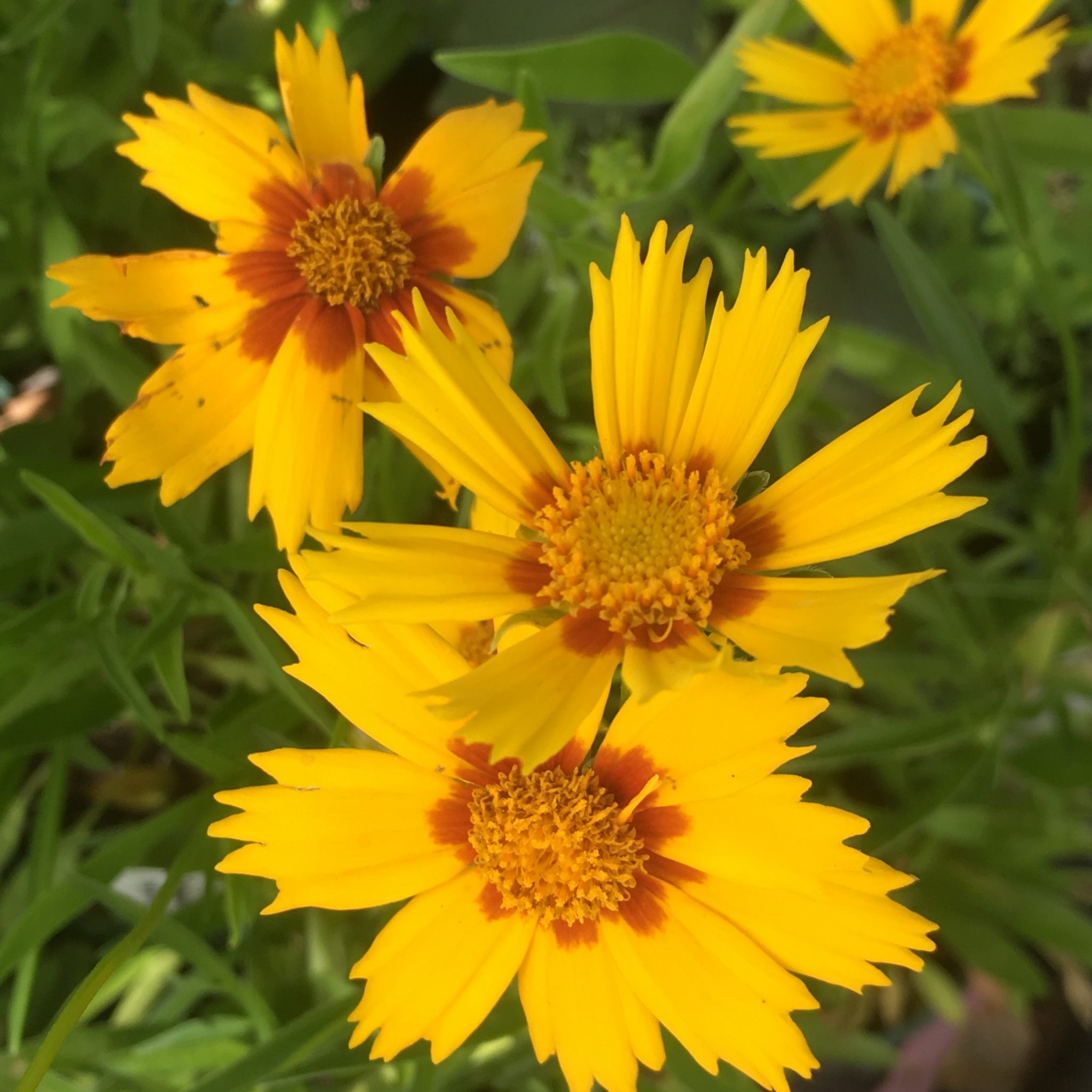 Coreopsis grandiflora 'Heliot' | Yellow House Heritage Perennials