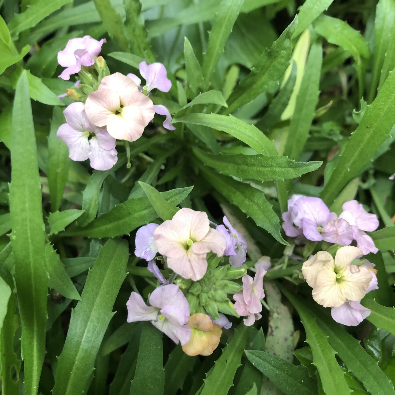 Erysimum sibirica (Siberian Dwarf Wallflower) | Yellow House Heritage ...
