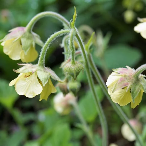 Geum rivale 'Cream Drop' | Yellow House Heritage Perennials