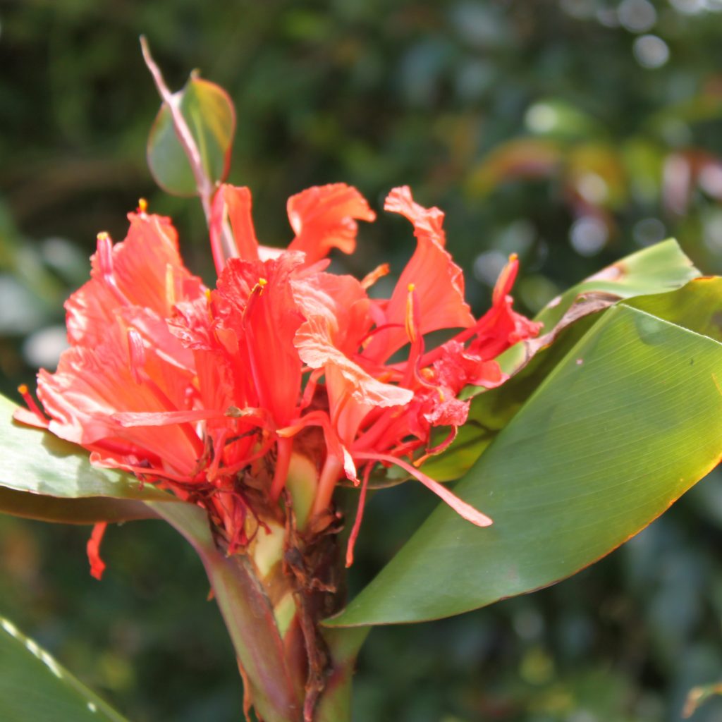 reds Plants | Yellow House Heritage Perennials