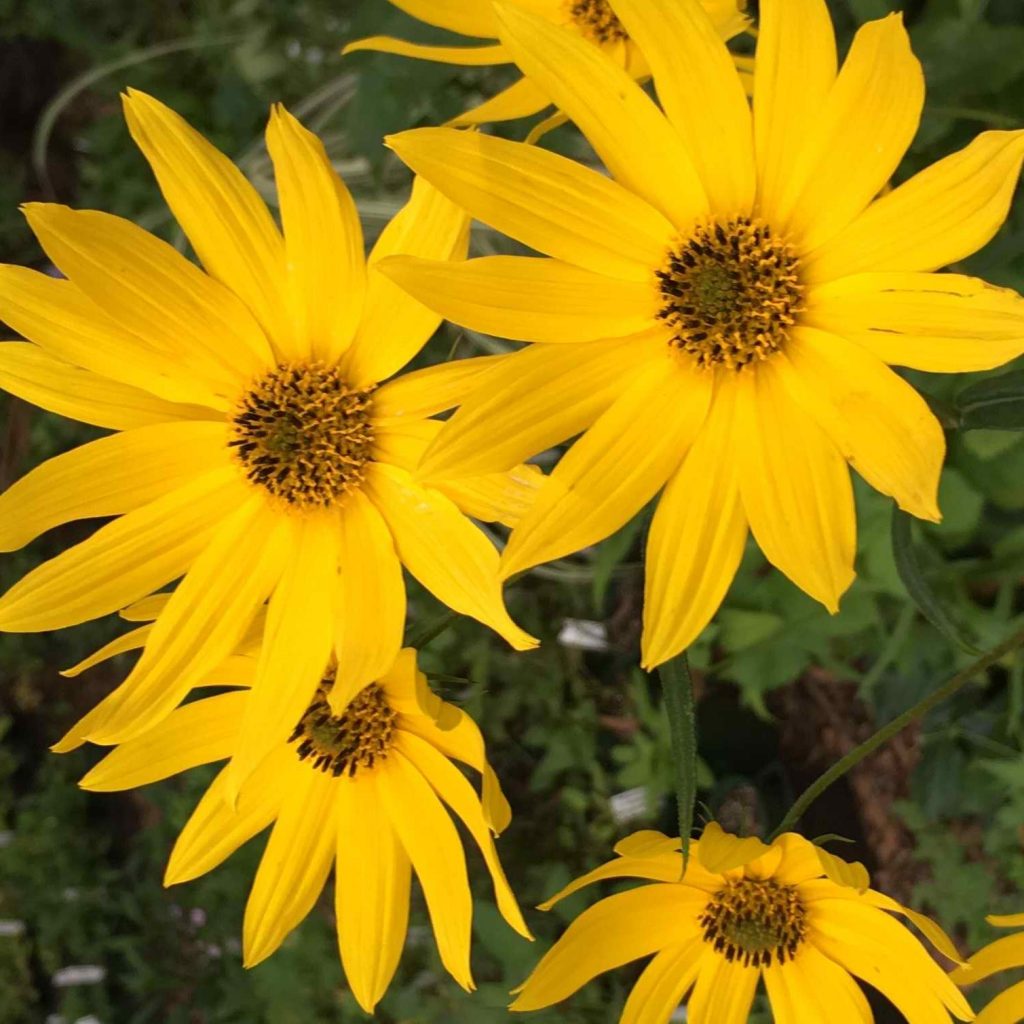 Helianthus augustifolius | Yellow House Heritage Perennials