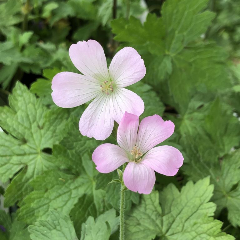Geranium oxonianum 'Walter's Gift' | Yellow House Heritage Perennials