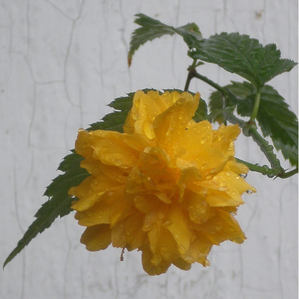 Kerria japonica pleniflora | Yellow House Perennials