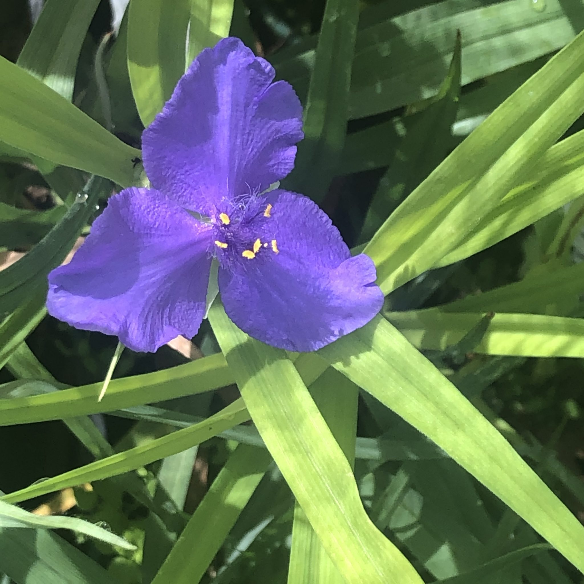 Tradescantia (Andersoniana Group) 'Sweet Kate' | Yellow House Perennials