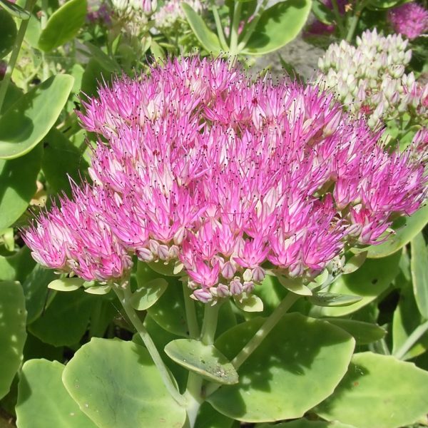 Sedum spectabile 'Brilliant' | Yellow House Heritage Perennials