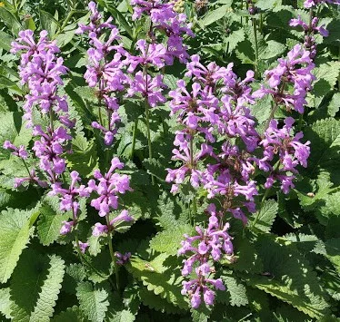 Stachys macrantha grandiflora rosea 'Rose Betony' | Yellow House ...