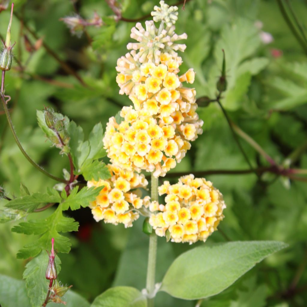 Buddleja weyeriana 'Sungold' | Yellow House Perennials