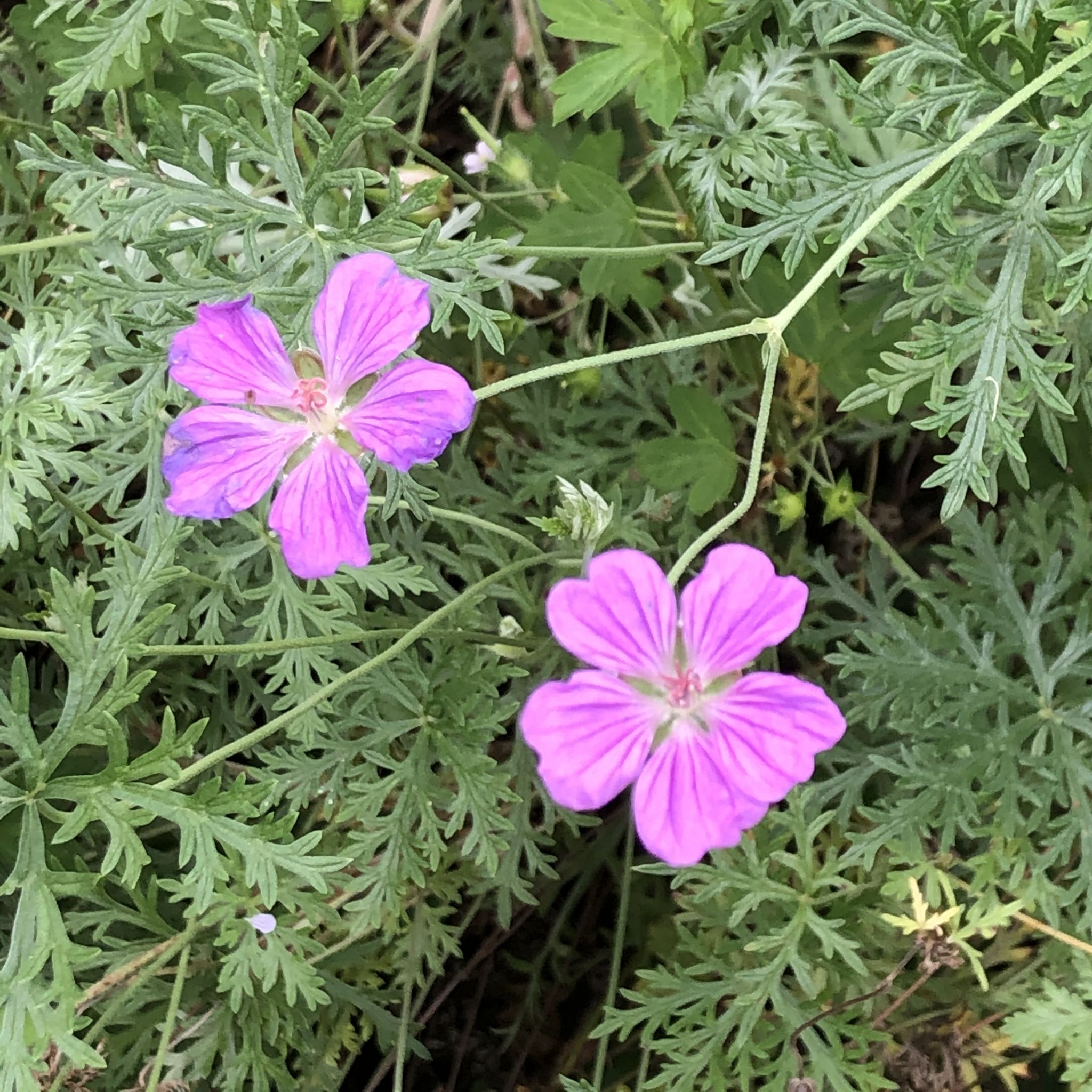 Geraniums Plants | Yellow House Heritage Perennials