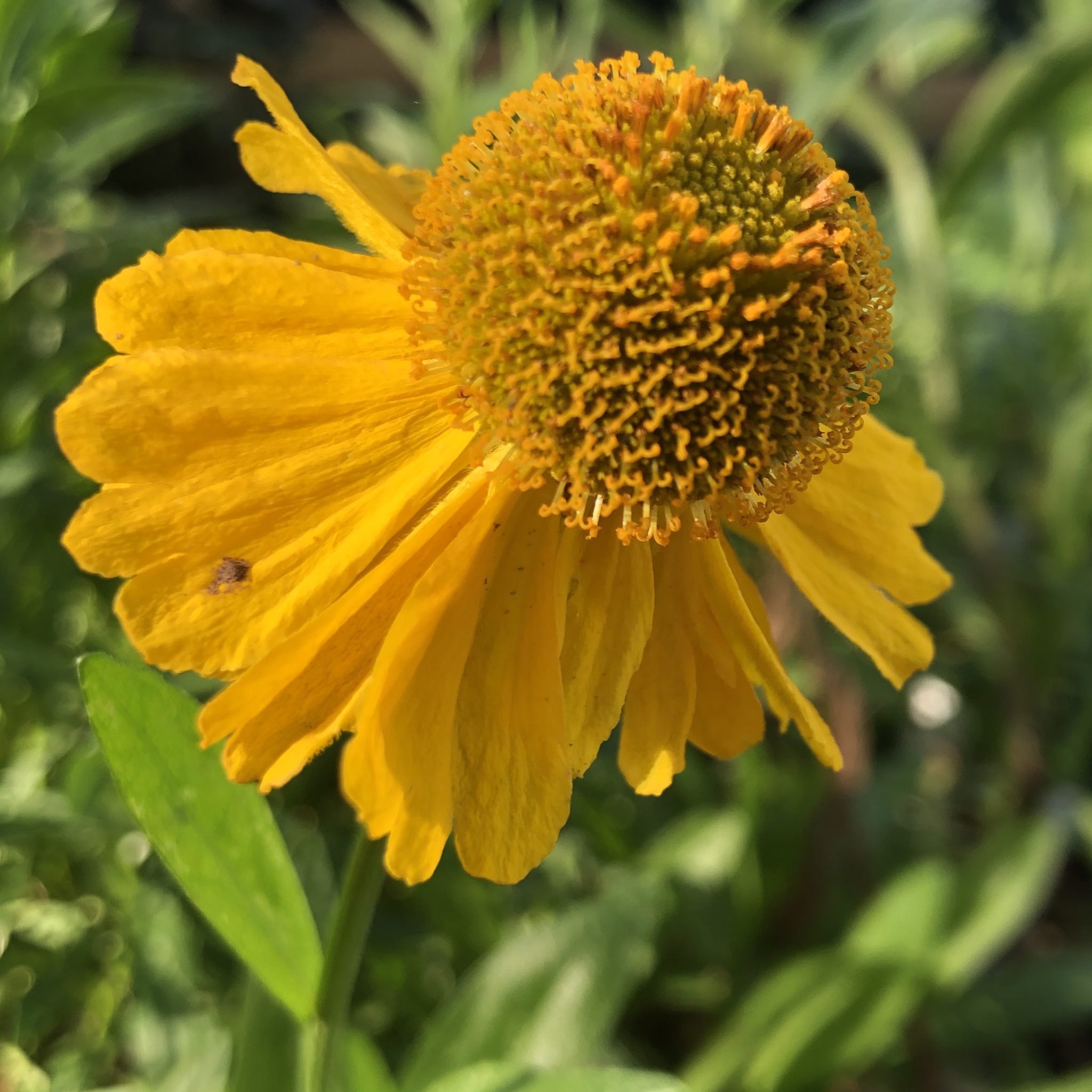 Helenium pumilum ‘Summer Gold’ | Yellow House Heritage Perennials