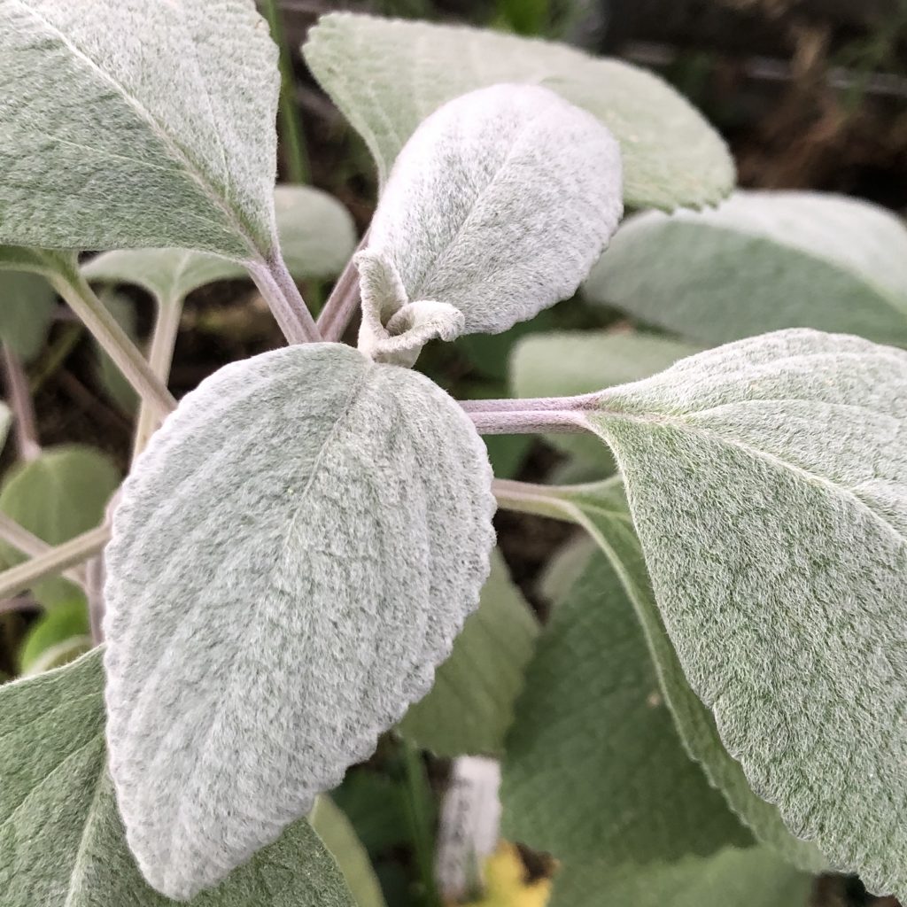 Plectranthus argentatus | Yellow House Heritage Perennials