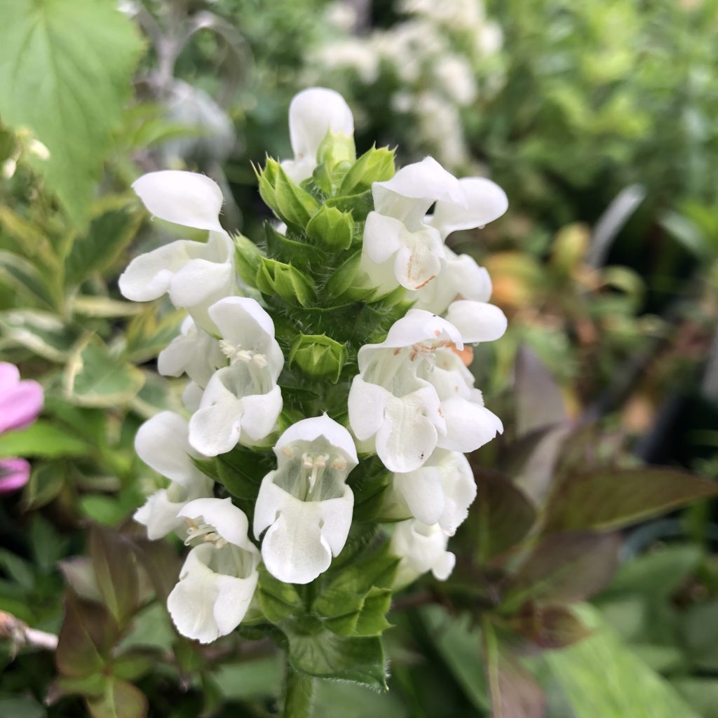 Prunella grandiflora 'White Loveliness' (Self Heal) | Yellow House ...