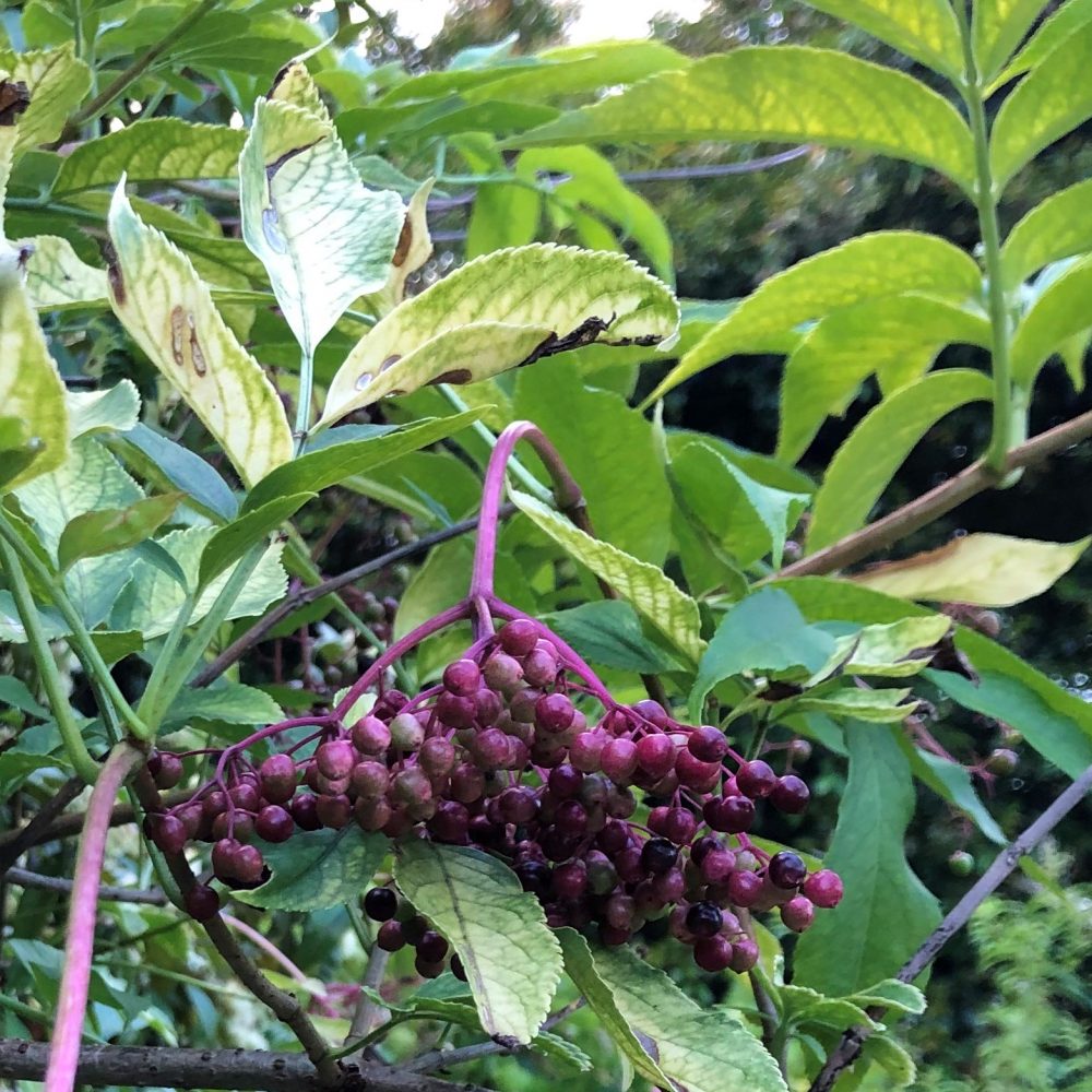Sambuccus nigra aurea ‘Golden Elderberry’ | Yellow House Heritage ...