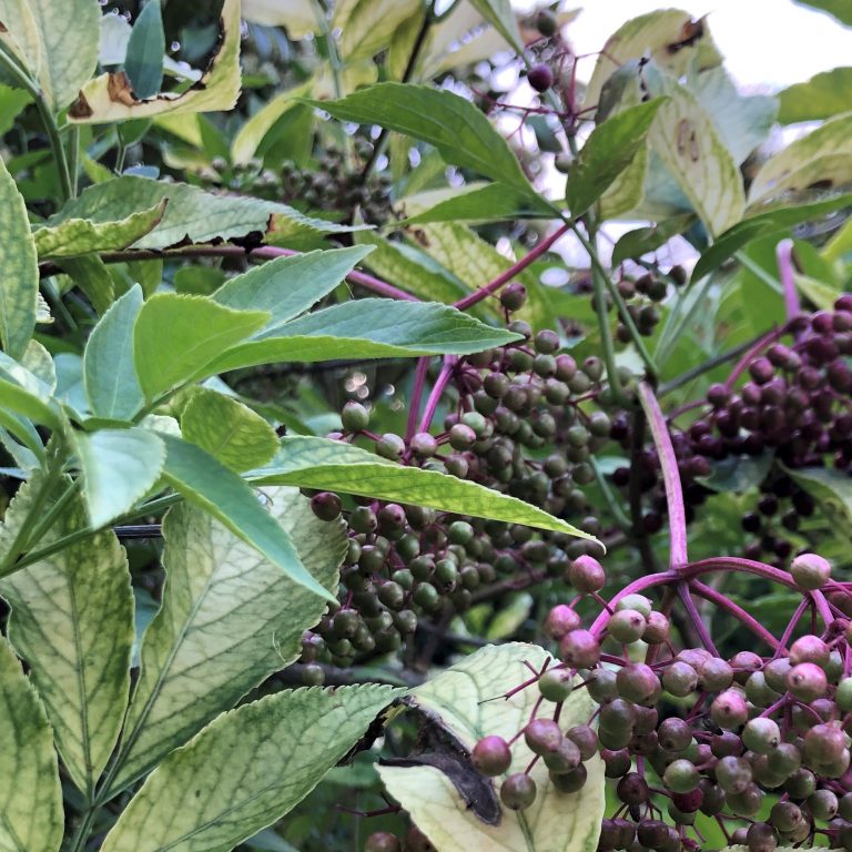 Sambucus nigra aurea (Golden Elderberry) | Yellow House Perennials