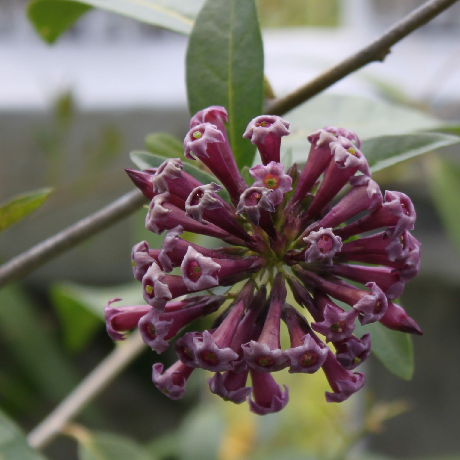 Mackaya bella 'Forest Bell Bush' | Yellow House Heritage Perennials