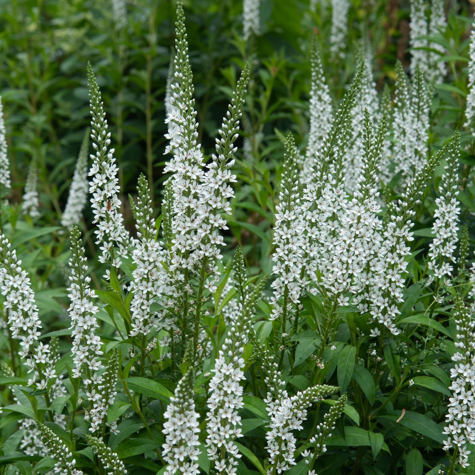 Lysimachia ephemerum (Willow Leafed Loosestrife) | Yellow House Perennials