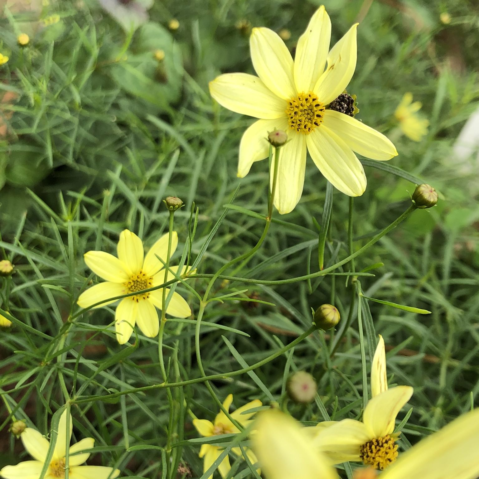 Coreopsis verticillata 'Moonbeam' (Threadleaf Coreopsis) | Yellow House ...