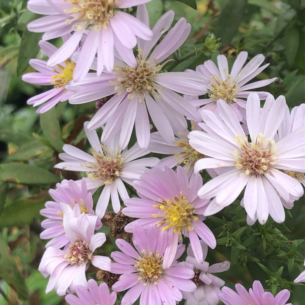 Aster novi-belgii 'Woods Pink' | Yellow House Heritage Perennials