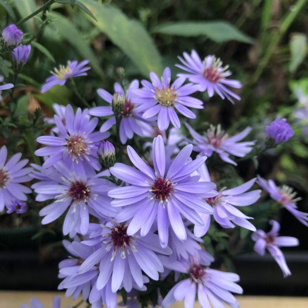 Aster (Symphyotrichum) cordifolius x novi-belgii 'Little Carlow ...