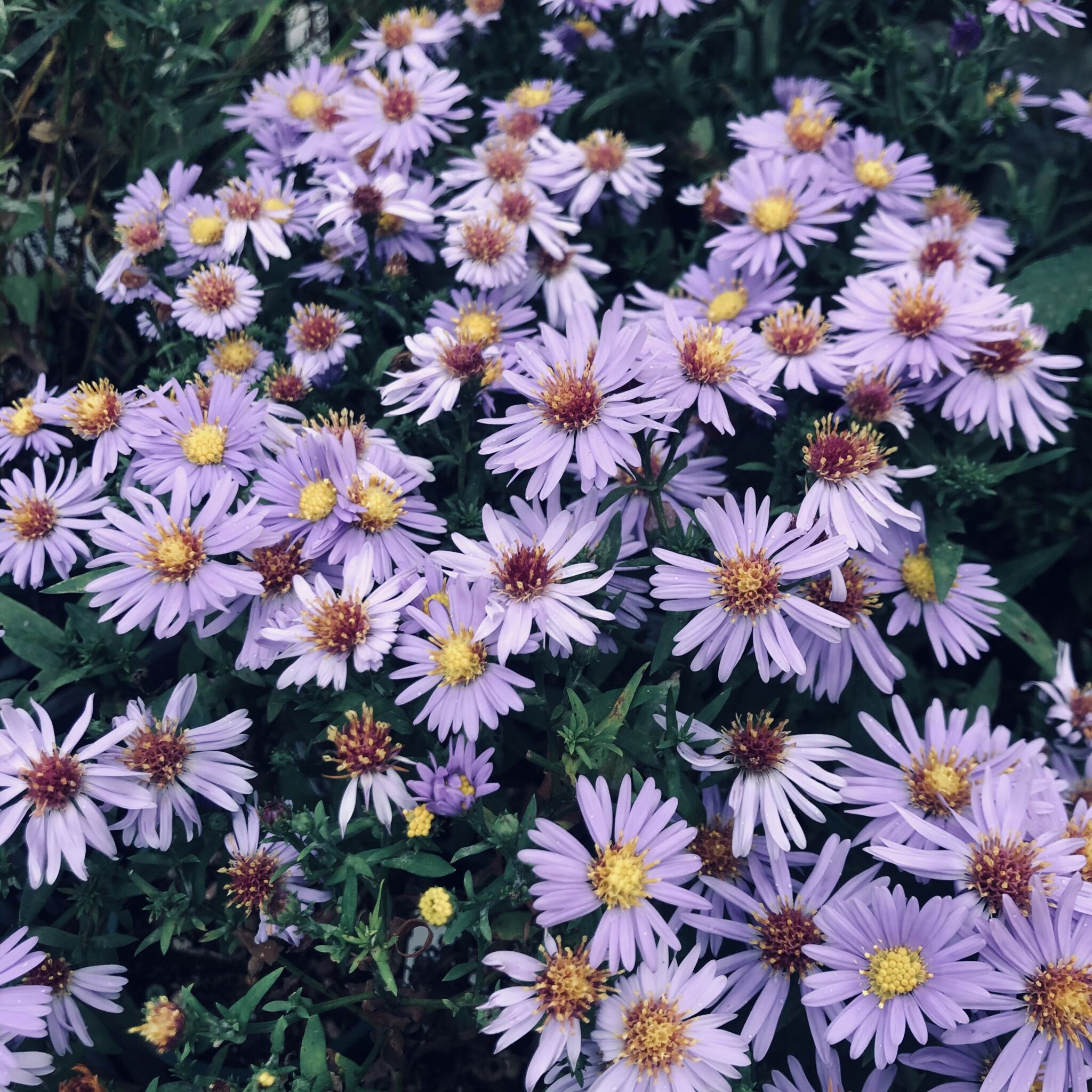 Aster novi-belgii 'Diana' | Yellow House Perennials