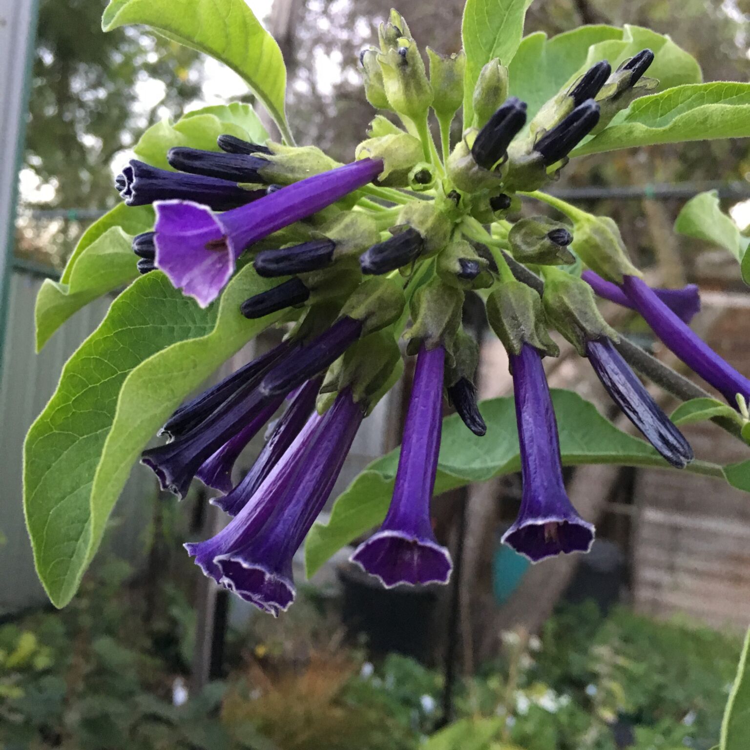 Iochroma cyaneum 'Royal Blue' | Yellow House Perennials