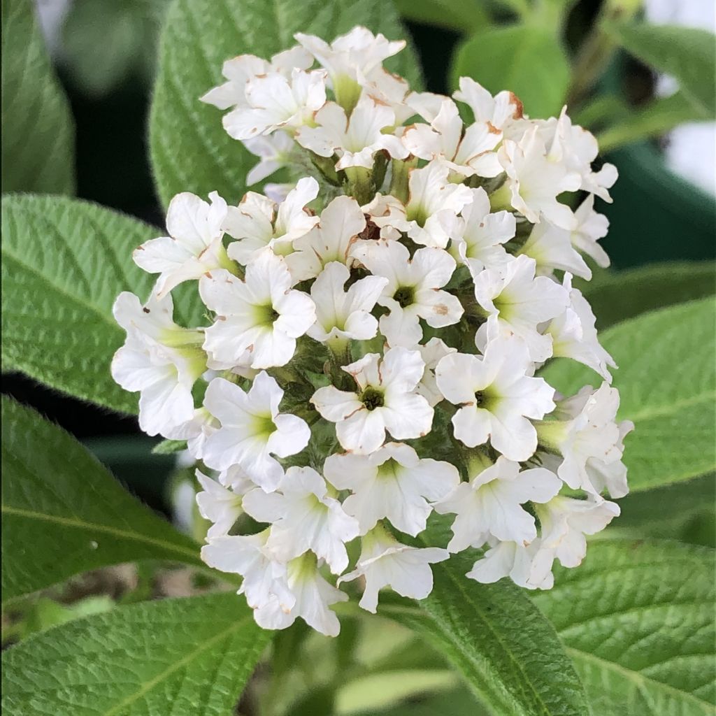 Heliotropum arborescens alba | Yellow House Perennials
