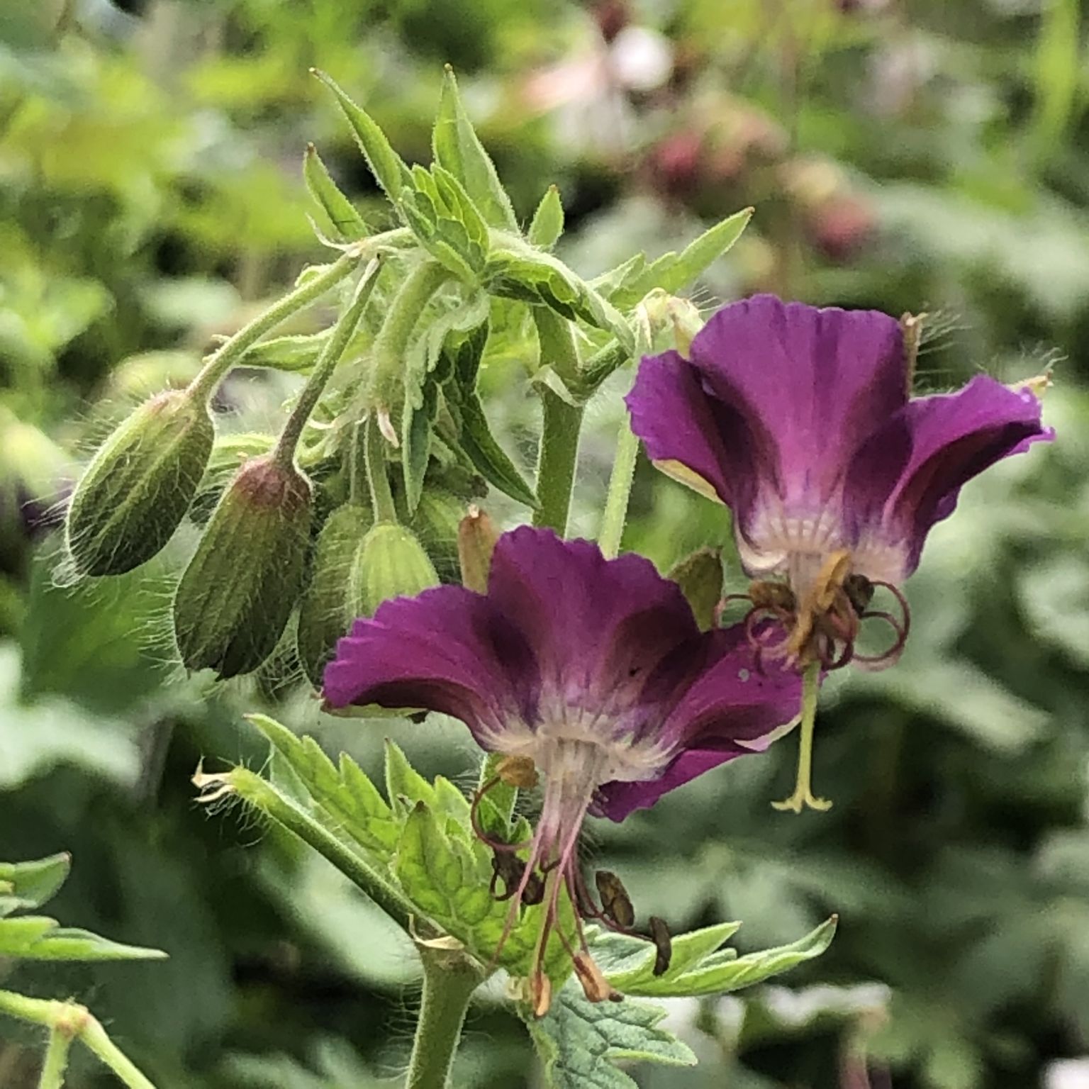 Geranium phaeum 'Samobor' | Yellow House Heritage Perennials