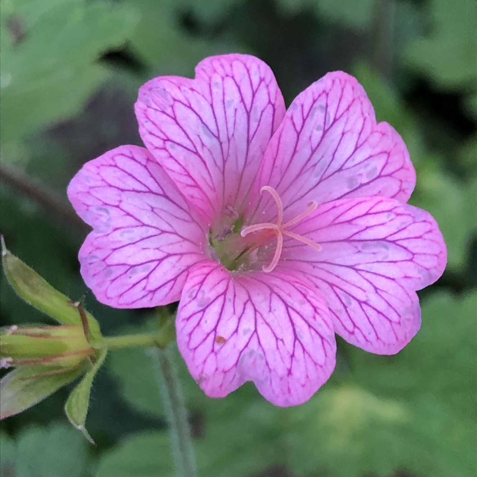Geranium oxonianum 'Walter's Gift' | Yellow House Heritage Perennials
