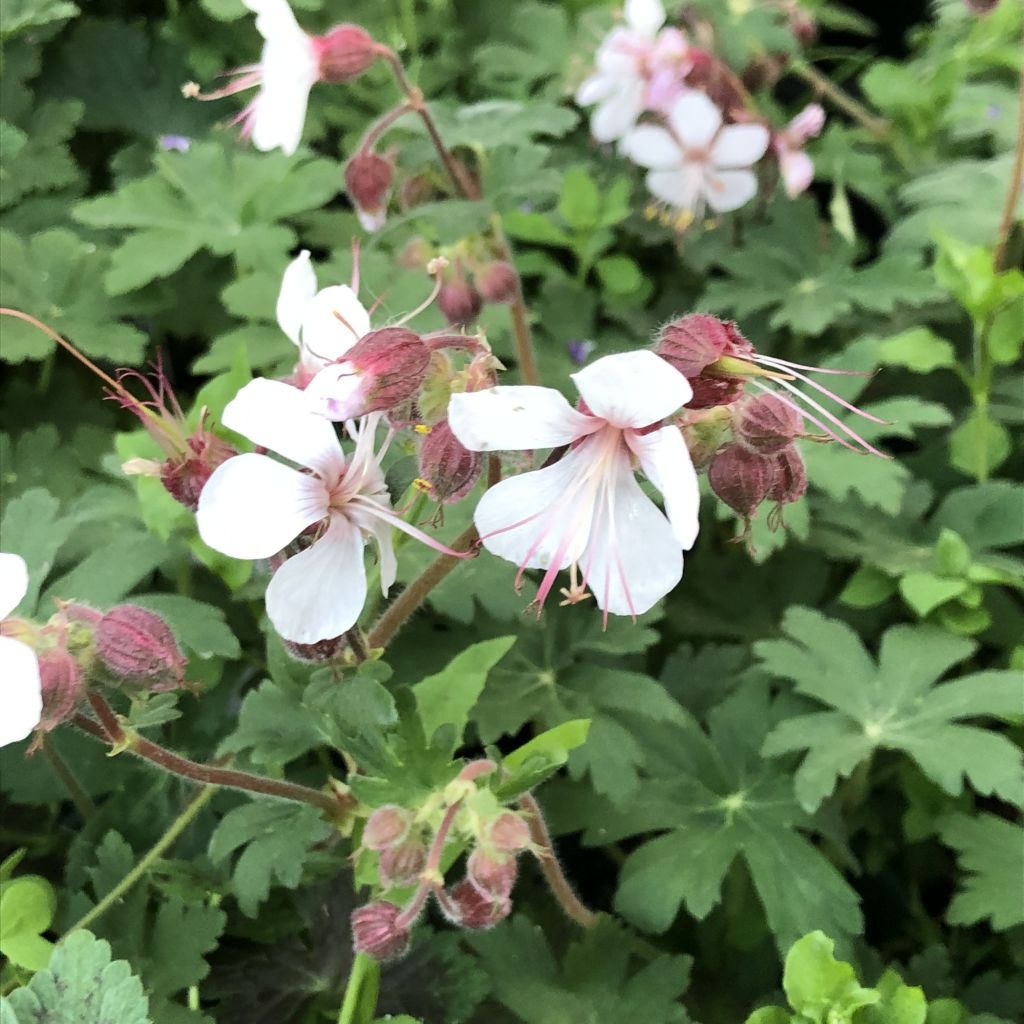 Geranium macrorrhizum 'Album' | Yellow House Heritage Perennials