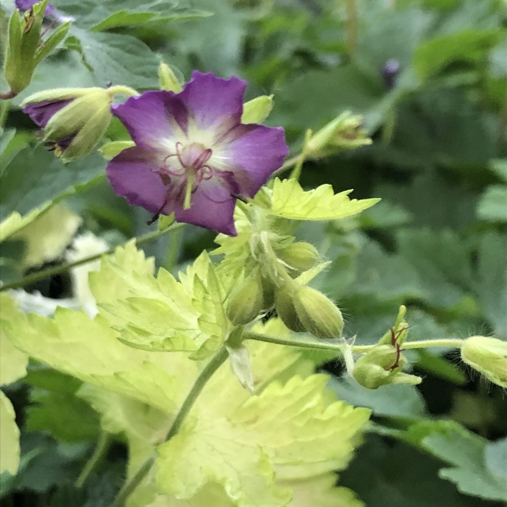 purples Plants | Yellow House Heritage Perennials