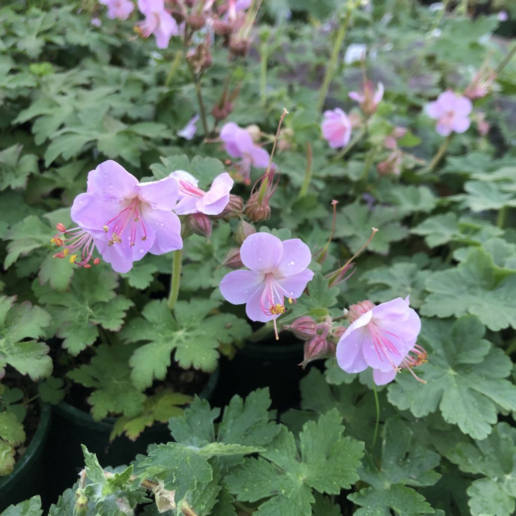 Geranium macrorrhizum 'Ingwersen's Variety' | Yellow House Heritage ...
