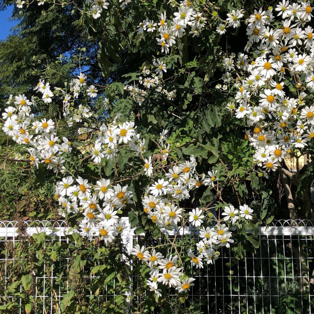 Montanoa bipinnatifida (Mexican Tree Daisy) | Yellow House Heritage ...