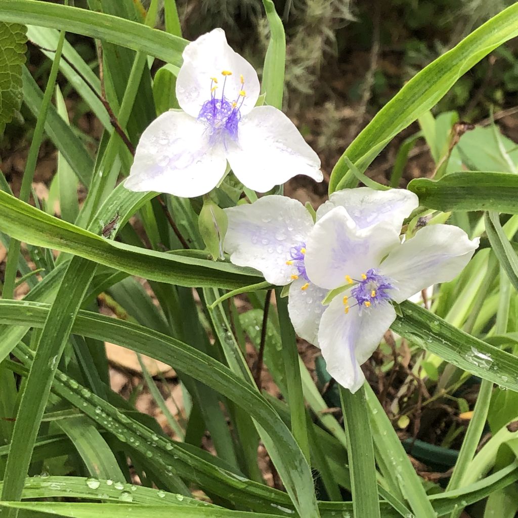 Tradescantia (Andersoniana Group) 'Osprey' | Yellow House Perennials