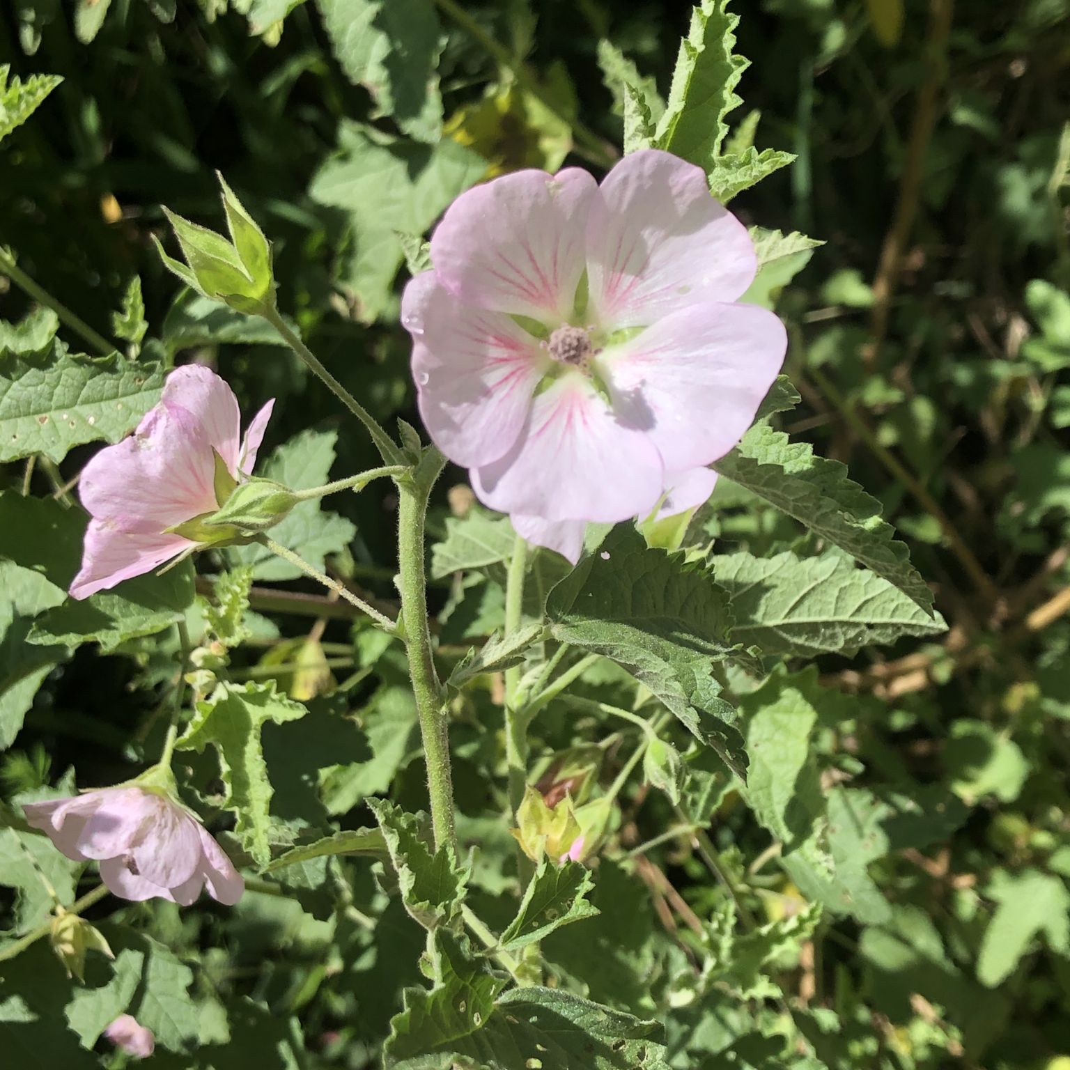 Anisodontea malvastroides (Pink Bush Mallow) | Yellow House Heritage ...