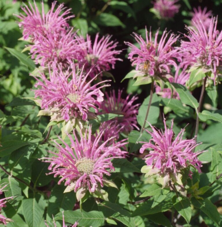 Monarda 'Beauty of Cobham' | Yellow House Heritage Perennials