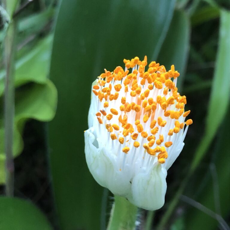 Haemanthus albiflos (White Paint Brush Lily) | Yellow House Heritage ...